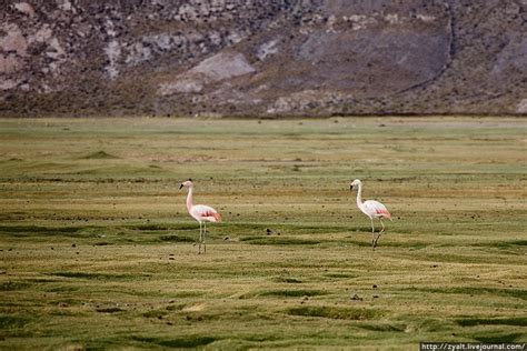 Фламинго. / Flamingo. — Teletype