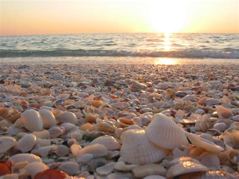 40 Photos Of Sanibel Island Florida Thousands Of Exotic Shells Line