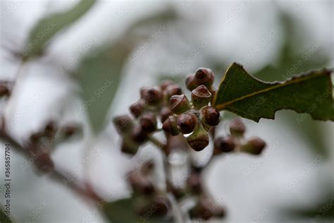 Australian Gum Tree Leaves And Gumnuts Close Up Covered In Water Droplets After Winter Rain
