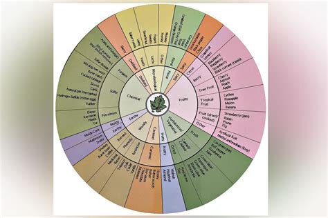 Nobles Wine Aroma Wheel The Real Review