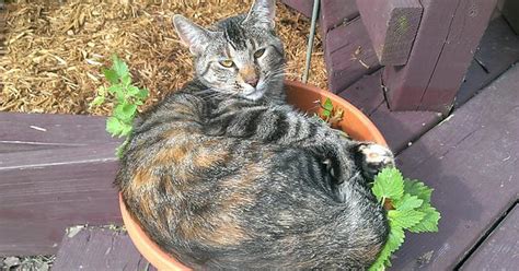 We Planted Some Catnip In A Pot Imgur
