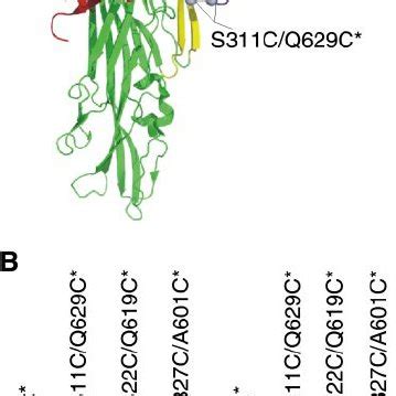 Position Of The Mutations In The VCC Molecule And Download Scientific Diagram