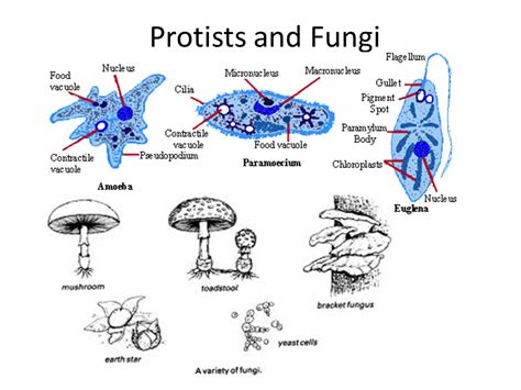 Examples Of Protists