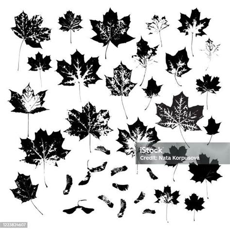 흰색 배경에 나무와 관목의 잎의 검은 인쇄 리 미 리 프 리프 실루엣 세트 식물 일러스트는 초대장 카드 프레임에 적합합니다 스톡 벡터 일러스트레이션입니다 0명에 대한 스톡