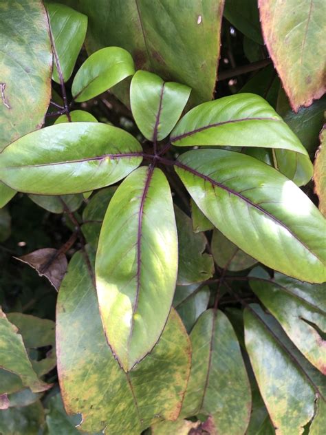 Pseudopanax Laetus From Wellington Nz Wg Nz On October 5 2021 At 04 16 Pm By Jcksamson