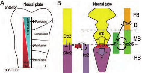 Interactions Of Major Morphogens And Transcription Factors Involved In Download Scientific