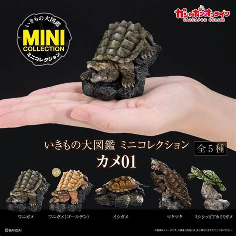 🔥現貨🔥生物大圖鑑 Mini 烏龜01 萬代 扭蛋 轉蛋 鱷龜 海龜 巴西龜《弘名文具》 露天市集 全台最大的網路購物市集