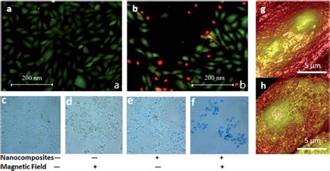 A And B Extracted From Chiriac Et Al 2018 52 Human Osteosarcoma Download Scientific