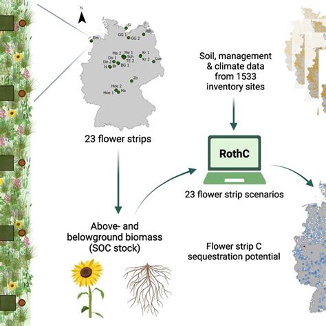 Diagram Of The Experimental Setting Sampling Design And Modelling Download Scientific Diagram