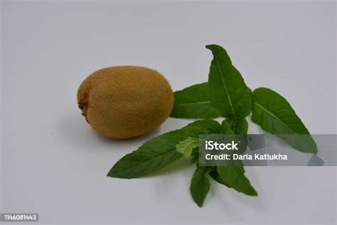 흰색 바탕에 갓 딴 향기로운 민트의 가지와 키 위의 잘 익은 달콤한 과일 0명에 대한 스톡 사진 및 기타 이미지 0명 각도