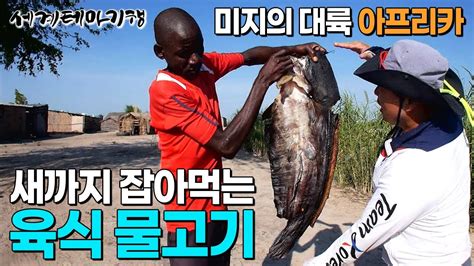강에 거대한 폭군이 산다 물고기로 모자라 새까지 잡아먹는 육식 물고기 원주민과 그물 낚시 후 먹방까지 미지의 대륙 아프리카 여행 세계테마기행 세테깅