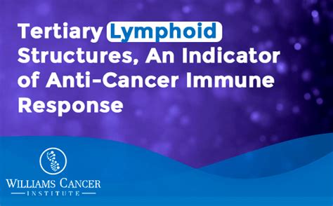 Tertiary Lymphoid Structures An Indicator Of Anti Cancer Immune