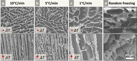 Figure 2 From Thermoresponsive Composite Hydrogels With Aligned Macroporous Structure By Ice