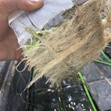 Clear Line Hydroponic Hypochlorous Acid Review Grozine