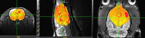 resting state fmri for rat brain afni message board afni discuss