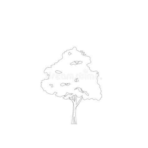 Tree Plan Plant Landscape Architecture Nature Park Garden Collection Vector Set Tree Outline