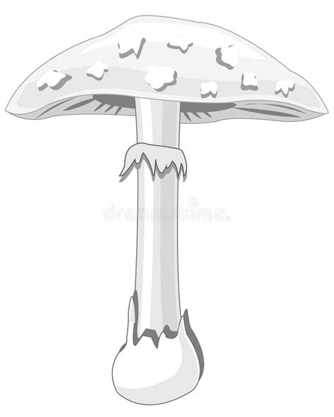 Mushroom Pale Toadstool On White Background Is Insulated Stock Vector Illustration Of Vector