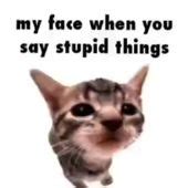 Cursed Cat Memes