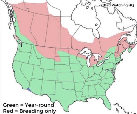 10 Most Common Birds Found In Cleveland Oh 2025 Bird Watching Hq