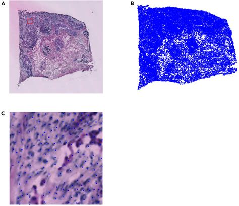 Protocol To Recover Single Cell Gene Expression Profiles From Spatial Transcriptomics Data Using