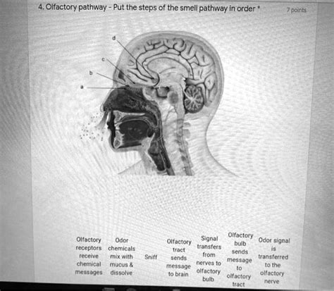 Solved Olfactory Pathway Put The Steps Of The Smell Pathway In Order 7 Points 1 Olfactory