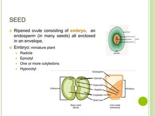 Forest Tree Seeds PPTX Gardening Home Garden