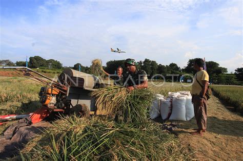 Program Ketahanan Pangan Tni Au Antara Foto