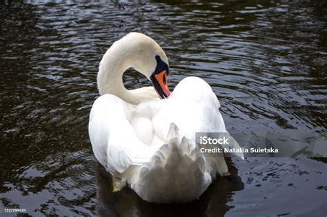 푸른 안개 낀 호수에 흰색 백조의 프로필 백조는 깃털을 청소하고 있습니다 거울에 대한 스톡 사진 및 기타 이미지 거울 깃털 로맨스 Istock