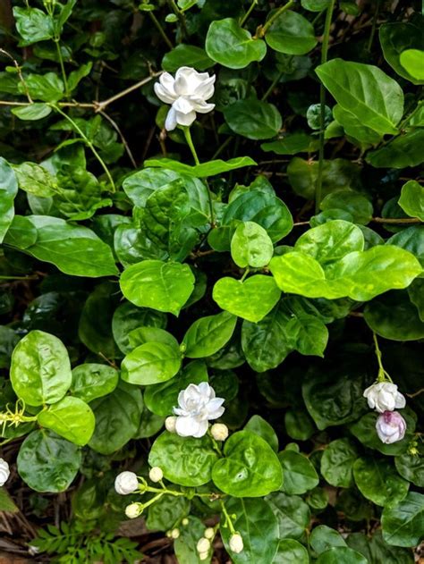 Organic Jasmine Sambac Plant Mudbrick Herb Cottage