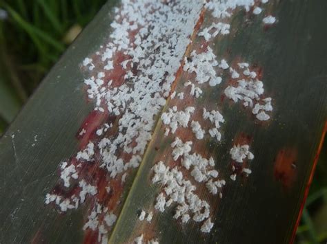 37 Types Of Scale Insects Pictures And Identification Guide