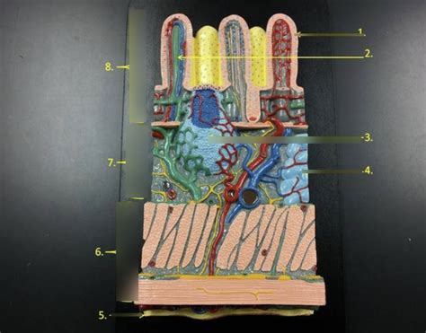 Lab Practical 7 Digestive Wall Model Diagram Quizlet