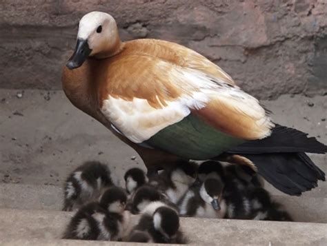 Орон сууцны дээвэр дээр өндөглөсөн ангирыг 13 дэгдээхэйний хамтаар