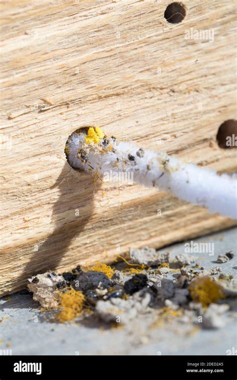 Cleaning Of Wild Bees Nesting Aid With A Pipe Cleaner Removal Of Old Nest Fastenings Dirt