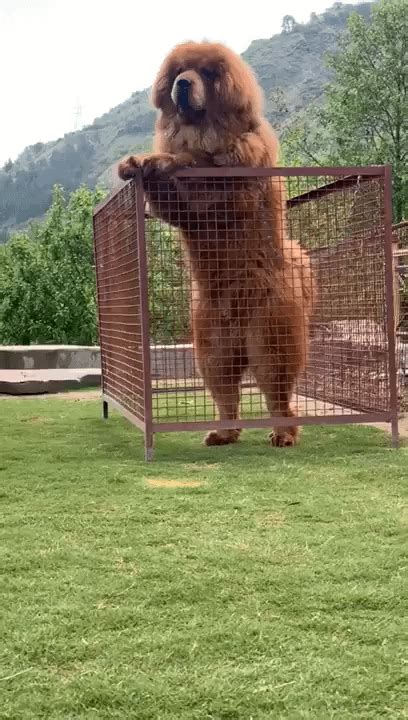 What I Imagine Mouse To Look Like R Dresdenfiles