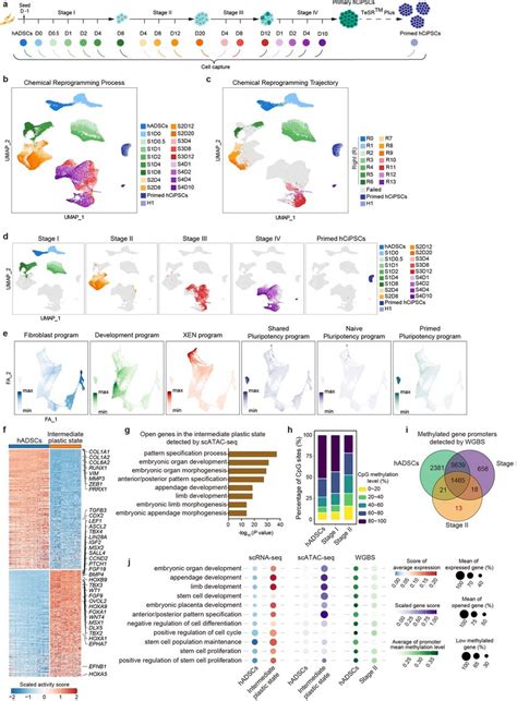 dissection of chemical reprogramming from human somatic cells to