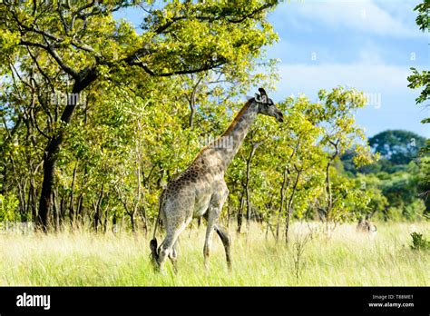 Southern Giraffe Moving Through Grass Land Under Mopane Trees Malawi