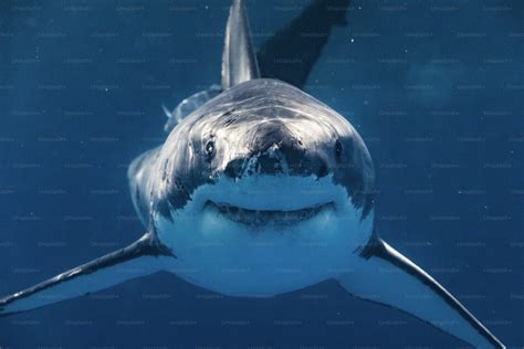 백상아리가 카메라를 직접 바라보고 미소 짓는 극단적인 클로즈업 사진 Unsplash의 생태계 이미지