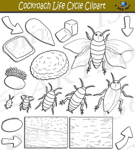 Cockroach Life Cycle Clipart Set Download Clipart 4 School Cockroach Life Cycle Clipart Set Download Clipart 4 School