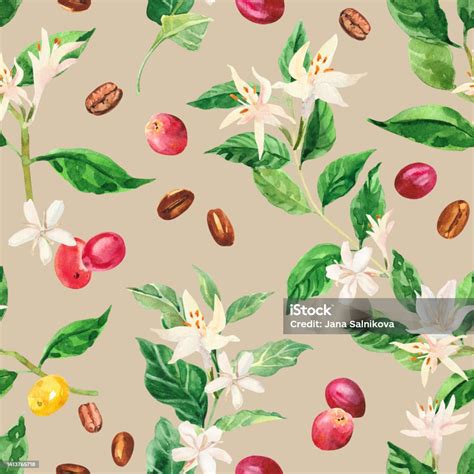 수채화 손 그린 커피 나무 가지 꽃과 콩 커피 공장 커피 열매의 숙성 콜롬비아에 대한 스톡 벡터 아트 및 기타 이미지 콜롬비아 일러스트레이션 과일 Istock