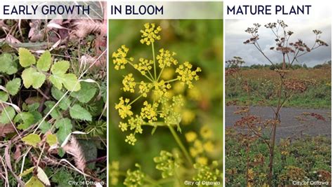 City To Start Spraying Wild Parsnip Next Week West Carleton Online City To Start Spraying Wild Parsnip Next Week West Carleton Online