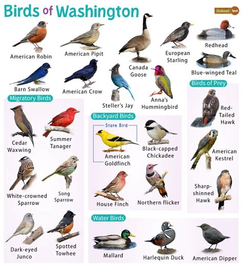 List Of Common Birds Found In Washington Facts With Pictures