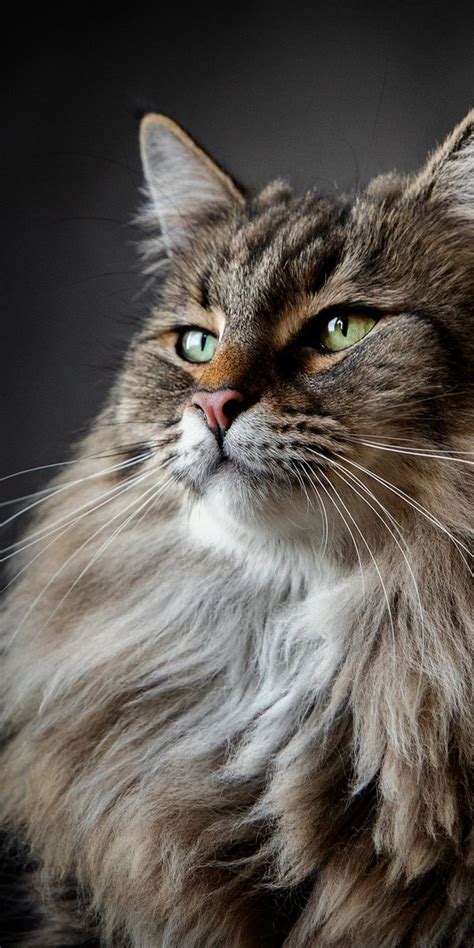 Завантажити шпалери на робочий стіл ПК Кішка Тварина Коти безкоштовно 478454