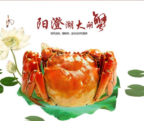 螃蟹壳有用吗螃蟹壳能用来做什么螃蟹壳有什么作用第2页大山谷图库