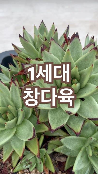 1세대 창다육 다육이 창다육 Succulent Youtube