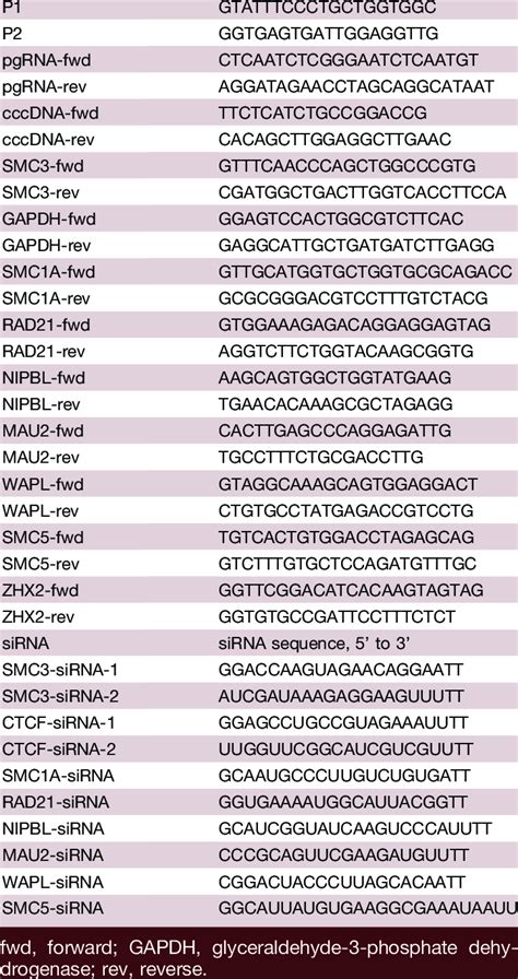 Sirna And Primers In This Study Gene And Primer Primer Sequence 5 To