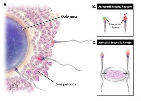 A Normal Physiology Proteolytic Enzymes In The Acrosome Digest