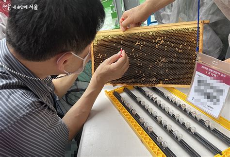 벌꿀·로열젤리 생산 ‘양봉기술 전문가 무료교육 30명 모집 네이버 블로그