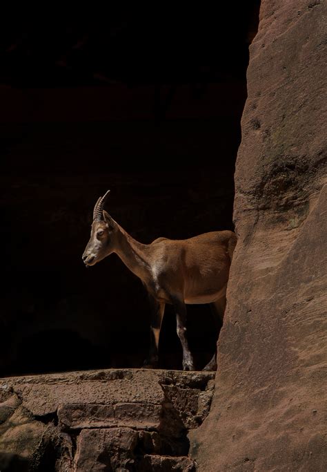 5000 Free Fainting Goat And Goat Images Pixabay