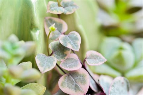 「多肉植物」越來越夯 5款放室內小巧又可愛，還能招桃花 Et Fashion Ettoday新聞雲