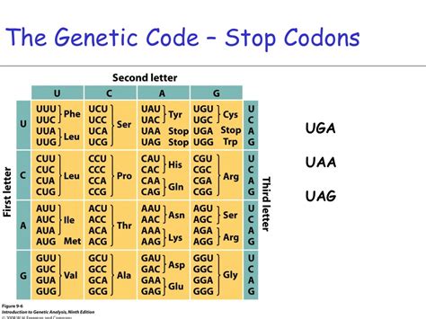 Ppt Proteins Synthesis Structure Function And Genetic Code Powerpoint Presentation Id9325707